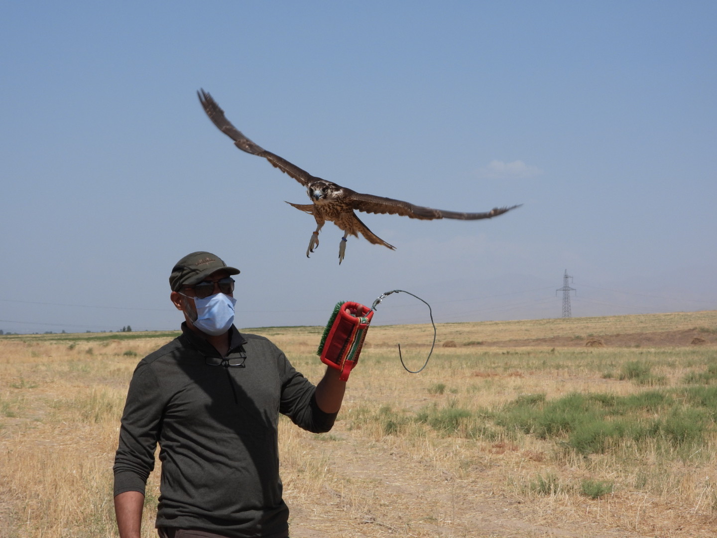 Sheikh Zayed Falcon Release Programme Marks Its 25th Year With A New ...