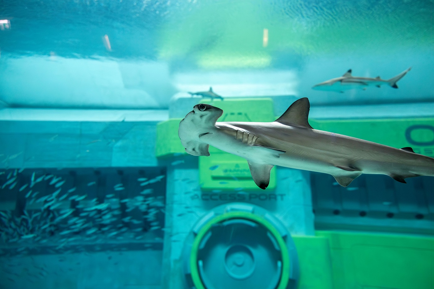 Dive Deep Into The World Of Sharks At SeaWorld® Yas Island, Abu Dhabi ...